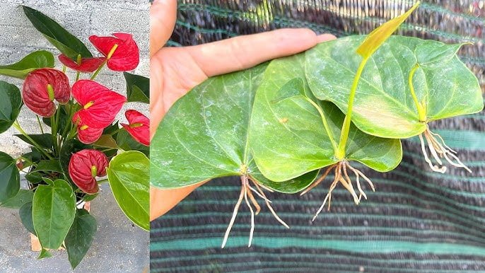 ANTHURIUM, cut a flower and multiply it ad infinitum, here's the infallible tip, anthurium care ...